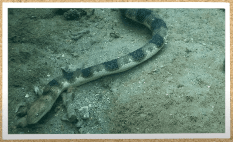 Retired ‘fantastic grandmas’ spend their time taking photos of sea ...