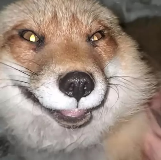 Fox asks his mom to come outside to play with him in a very funny way