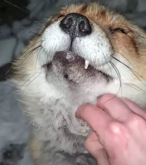 Fox asks his mom to come outside to play with him in a very funny way