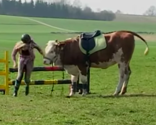 Teen Girl Teaches Cow To Jump As A Horse