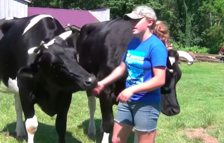 Teen Girl Teaches Cow To Jump As A Horse