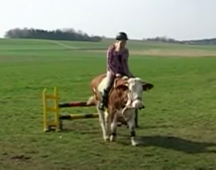 Teen Girl Teaches Cow To Jump As A Horse