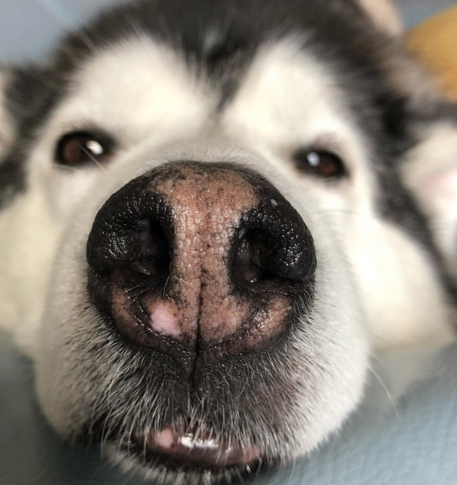 Sweet husky gets owners attention with dearest request for more love