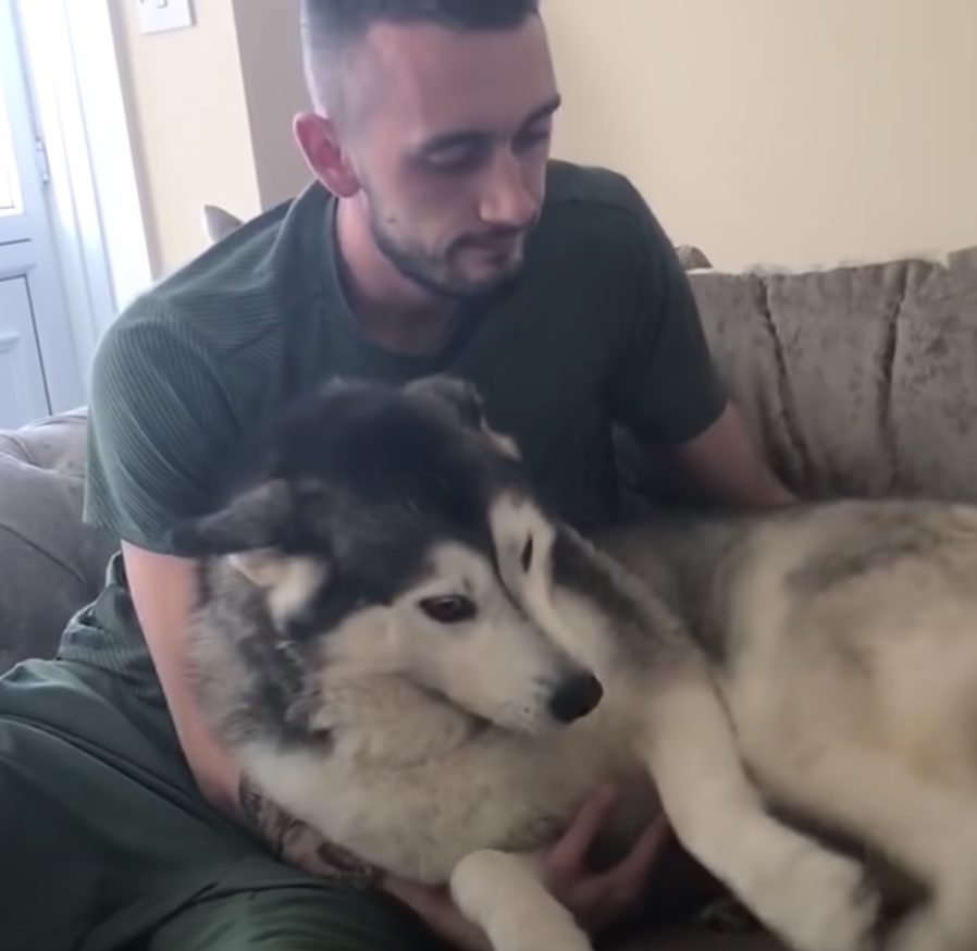 Sweet husky gets owners attention with dearest request for more love