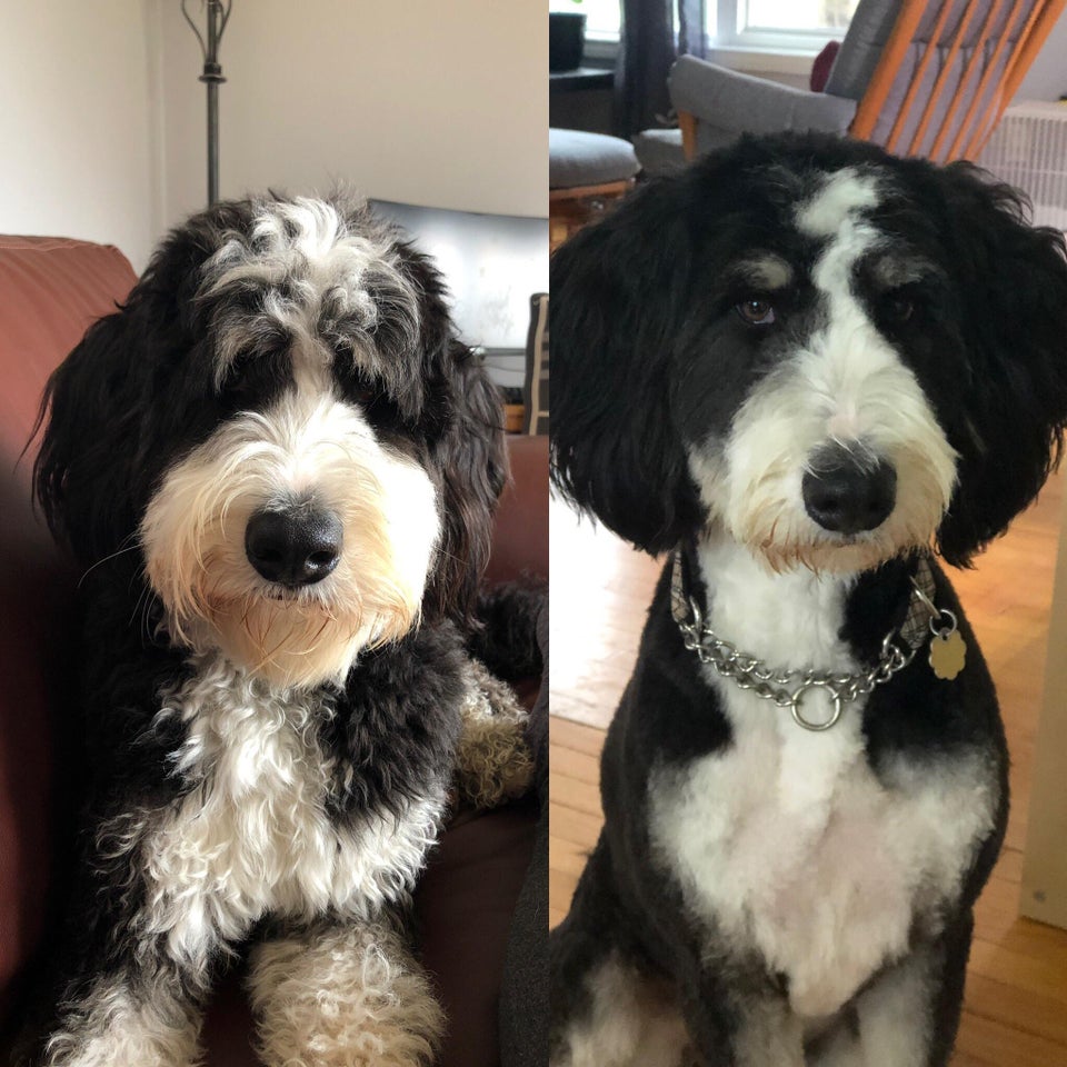 60 People who thought they picked up the wrong animal after a trip to ...