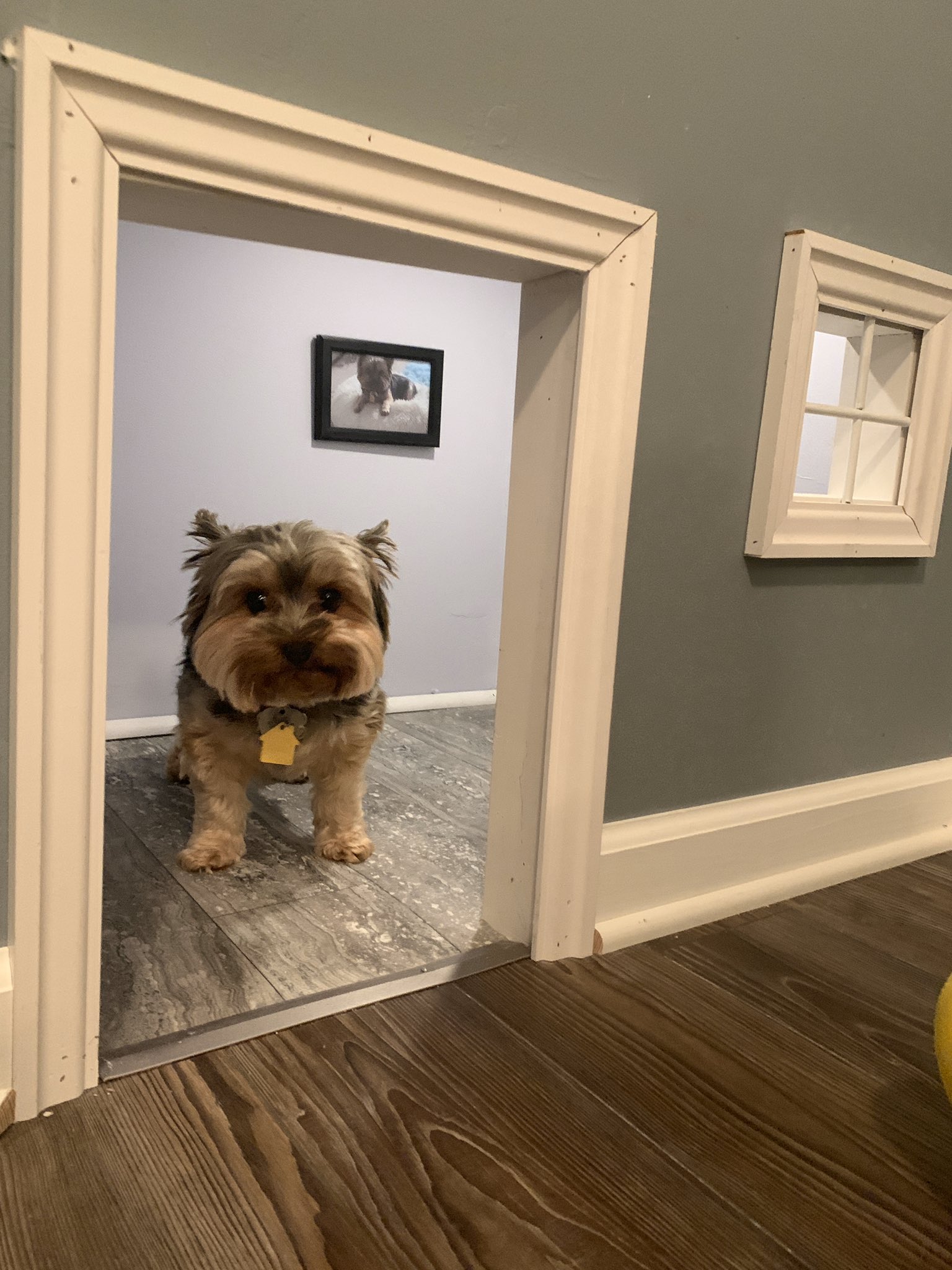 Creative daughter turns spare room into a house for family’s dogs