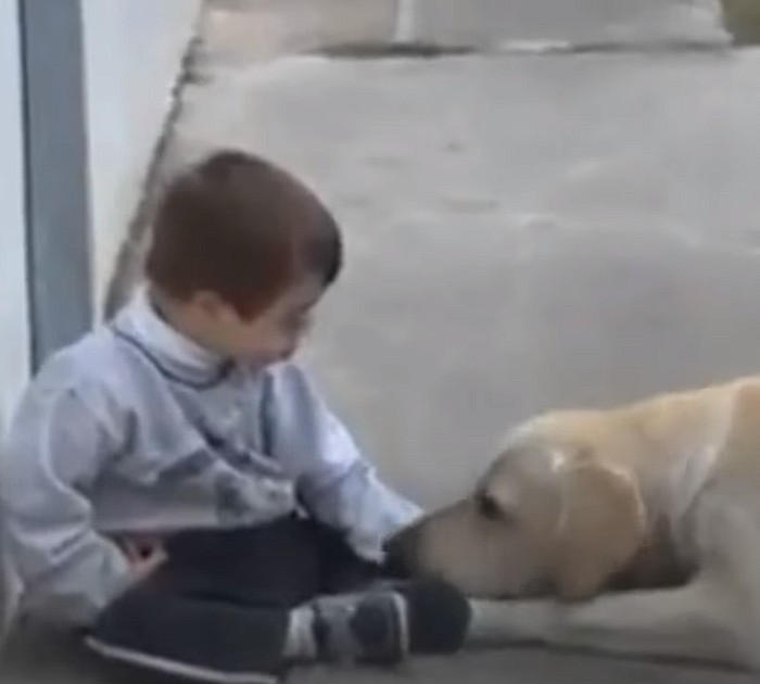 Watch mama labrador gently befriend toddler with Down Syndrome