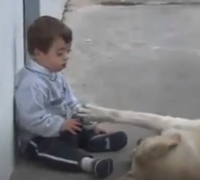 Watch mama labrador gently befriend toddler with Down Syndrome