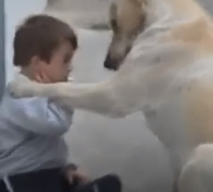 Watch mama labrador gently befriend toddler with Down Syndrome