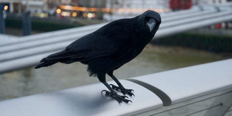 Crows bring gifts to sweet 8-year-old who has been feeding them for 4 years