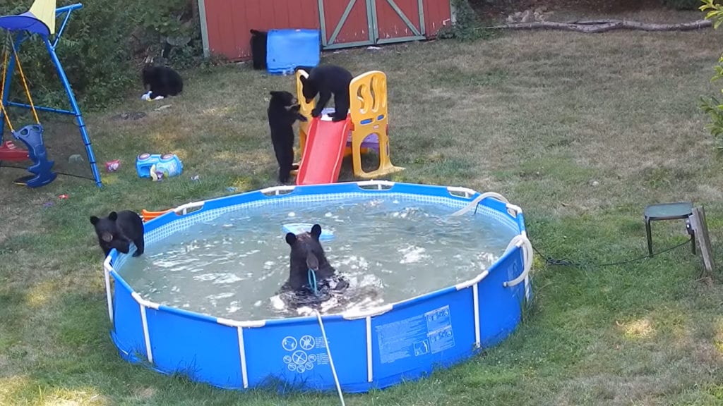 Kids can’t handle it when family of bears take a dip in their pool