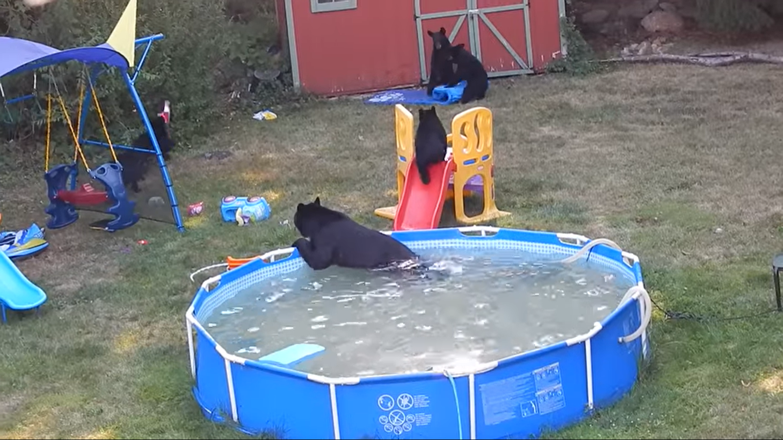 Kids can’t handle it when family of bears take a dip in their pool