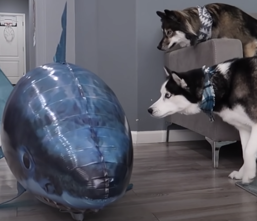 Owner Pranks Huskies With Helium Shark