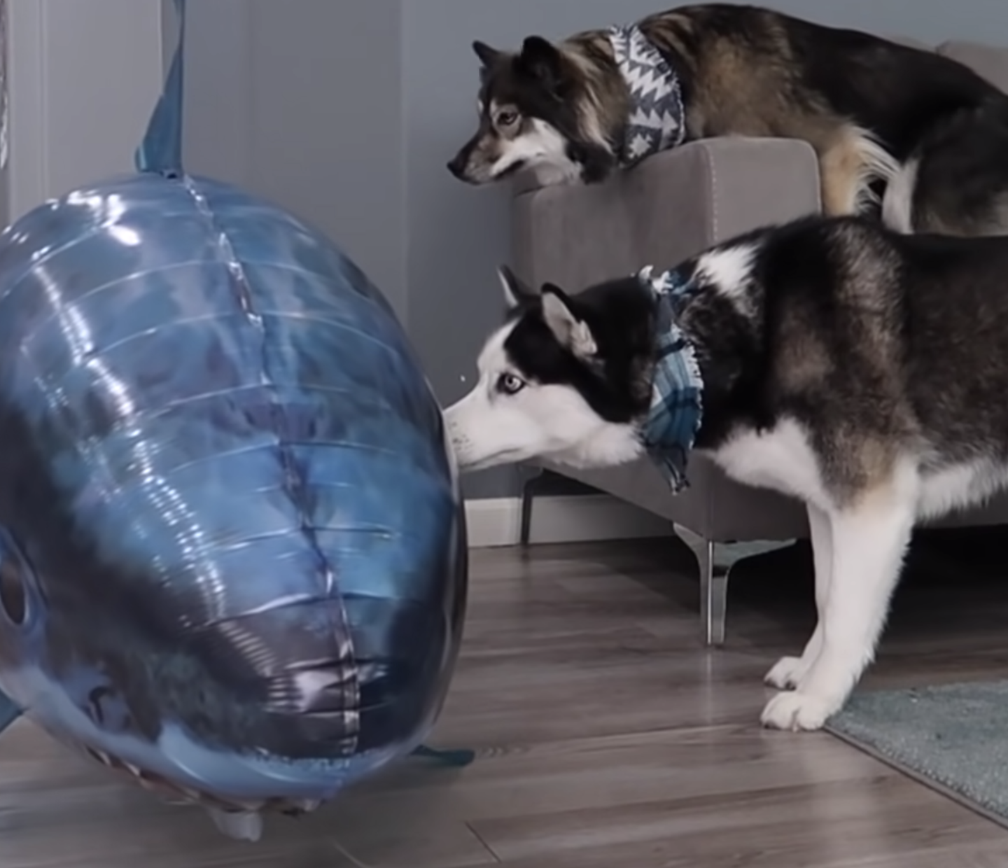 Owner Pranks Huskies With Helium Shark