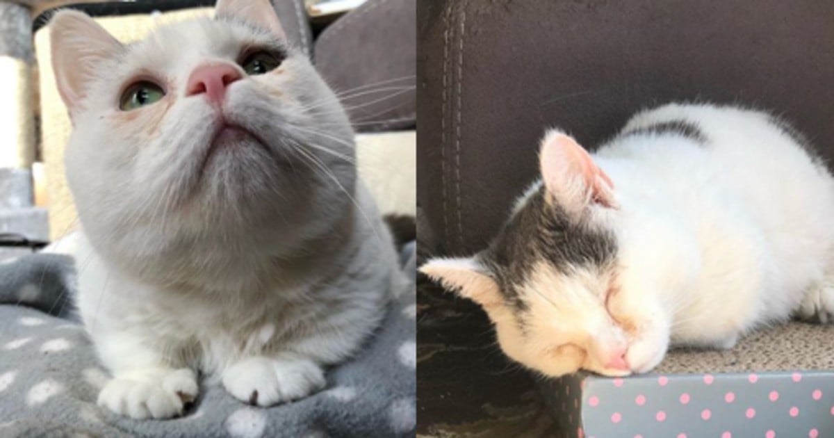 Adorable potato-shaped shelter cat finally finds the purrfect home