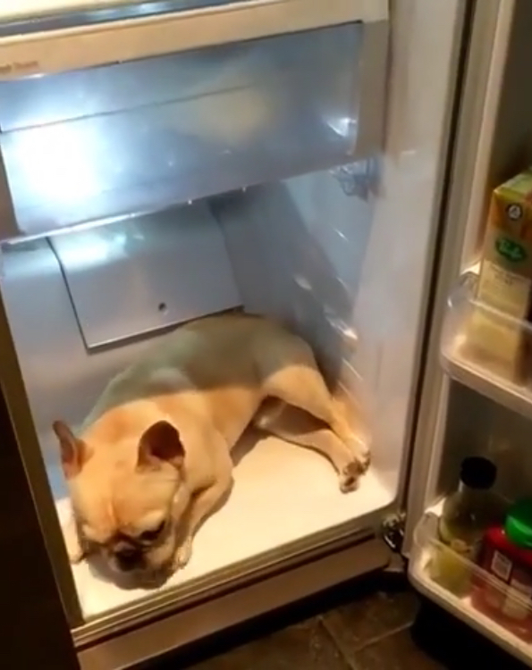 Overheated french bulldog decides to cool down in the refrigerator
