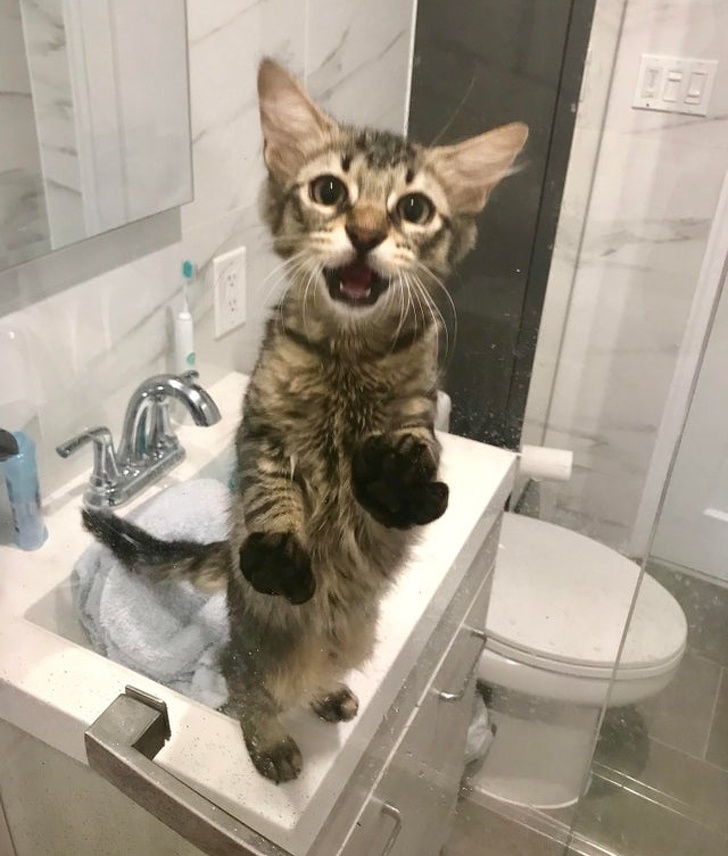 32 Pets Who Won’t Leave Their Owner’s Side