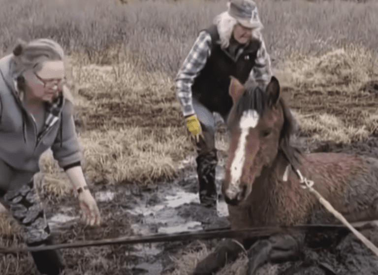 Rescuers Work To Free Wild Horse Stuck In Mud