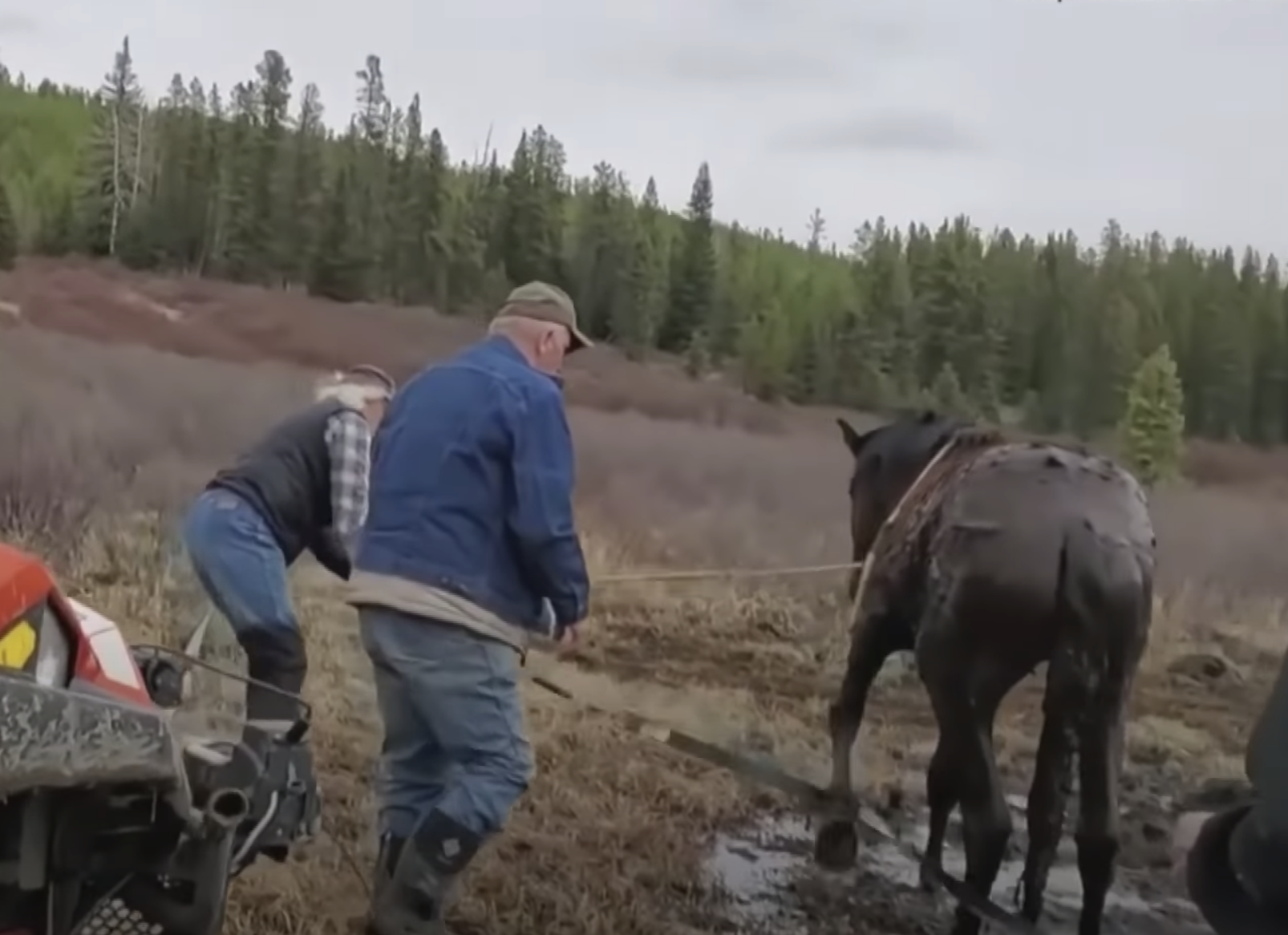 Rescuers Work To Free Wild Horse Stuck In Mud