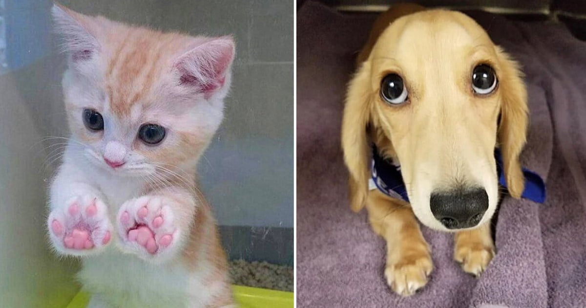 40 Cute And Sweet Photos To Brighten A Stressful Day