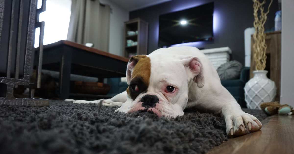 75 Stylish smart ways to pet-proof any home