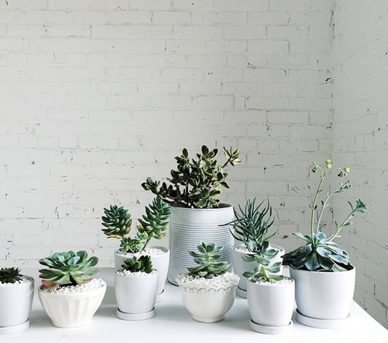 60 Gorgeous ways to decorate with plants