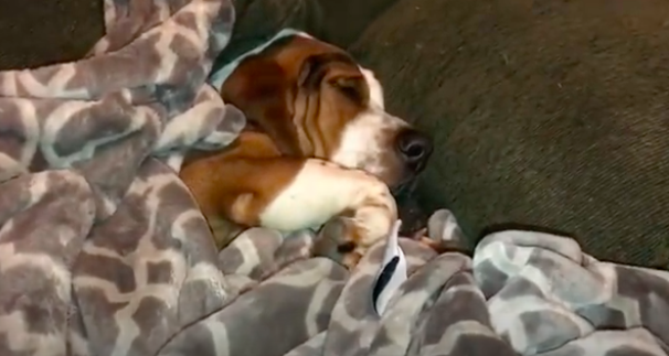 Owner tries to wake up sleeping dog who is not having it