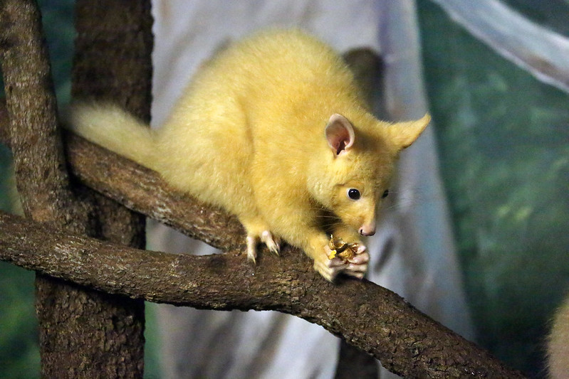 Animal clinic in Australia discovers rare golden possum and he looks ...