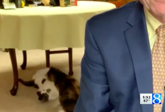 Weatherman’s cats get feisty during forecast