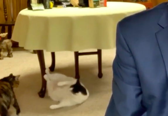 Weatherman’s cats get feisty during forecast