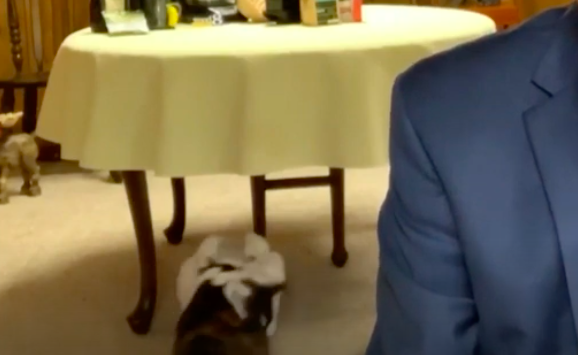 Weatherman’s cats get feisty during forecast