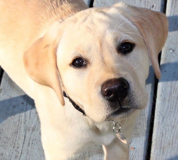 Sweet labrador retriever can’t contain joy meeting her baby sister for ...