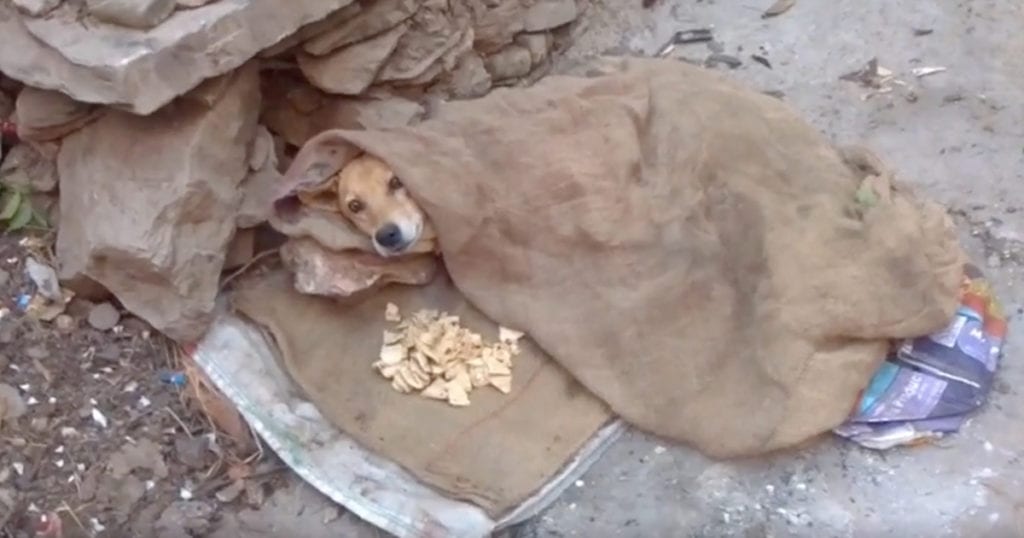 Dog Hit By Car Makes Miraculous Recovery Thanks to Rescuers