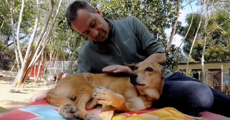 Dog Hit By Car Makes Miraculous Recovery Thanks to Rescuers