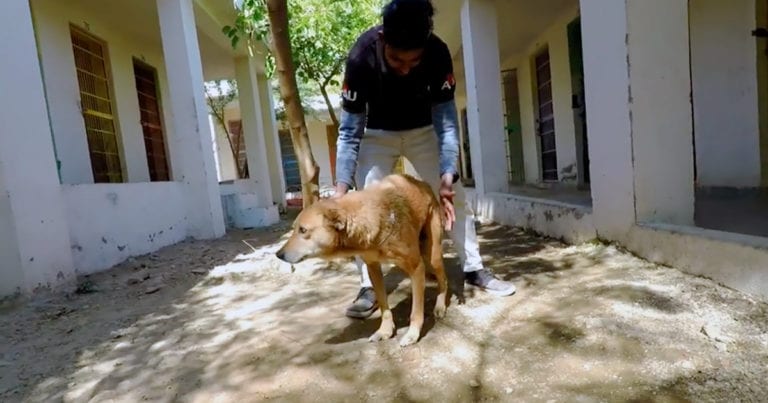 Dog Hit By Car Makes Miraculous Recovery Thanks to Rescuers