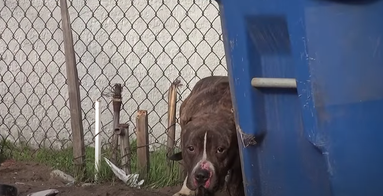 Scared lonely pitbull gets help from rescuers after children throw ...