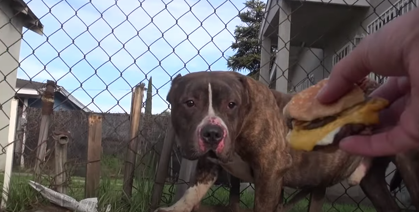 Scared lonely pitbull gets help from rescuers after children throw ...