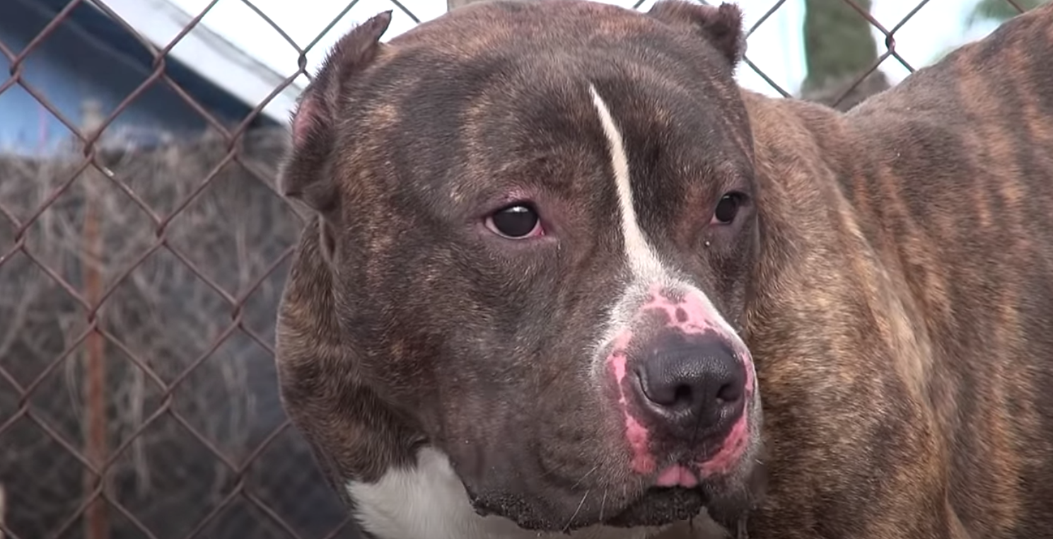 Scared lonely pitbull gets help from rescuers after children throw ...