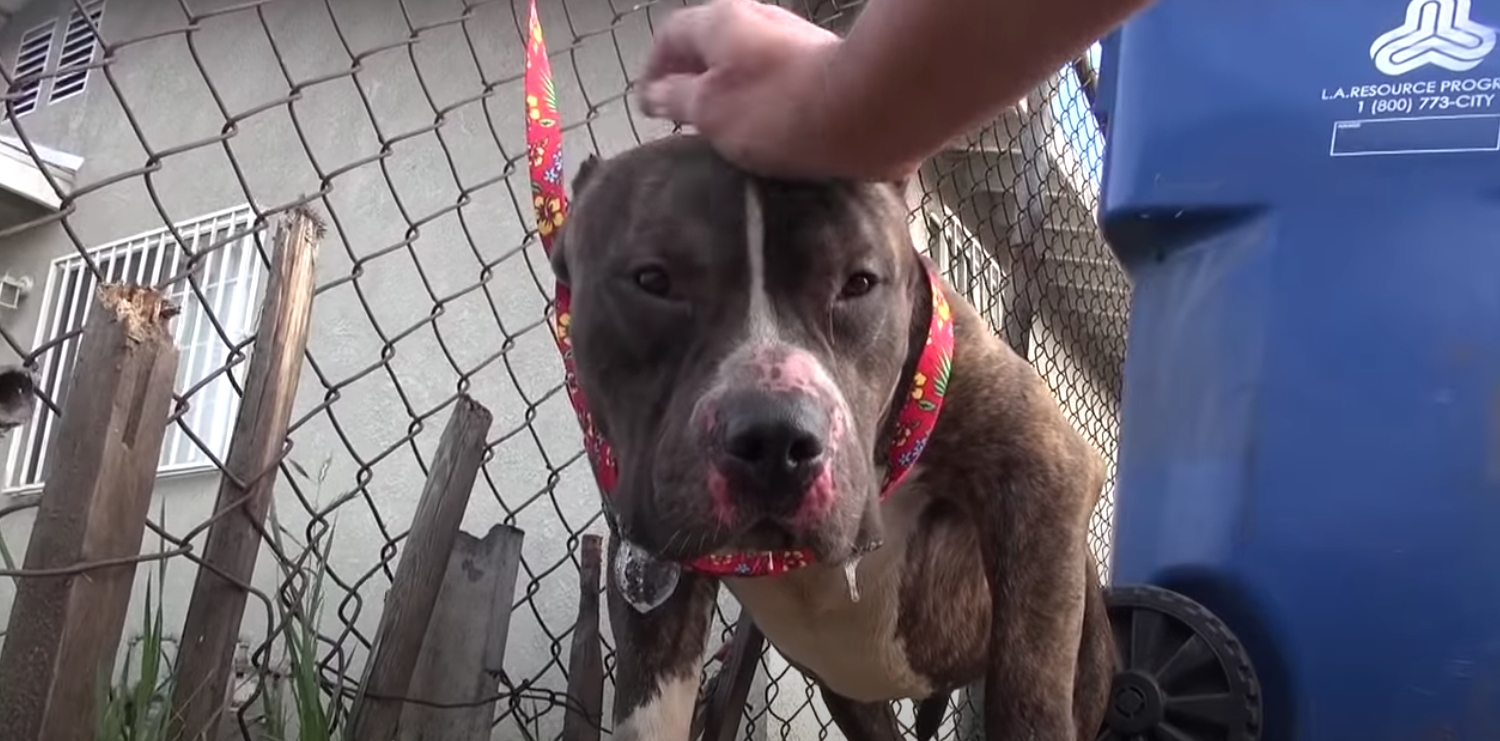 Scared lonely pitbull gets help from rescuers after children throw ...