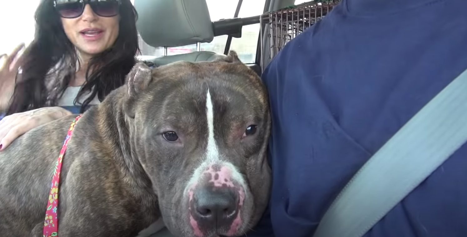 Scared lonely pitbull gets help from rescuers after children throw ...