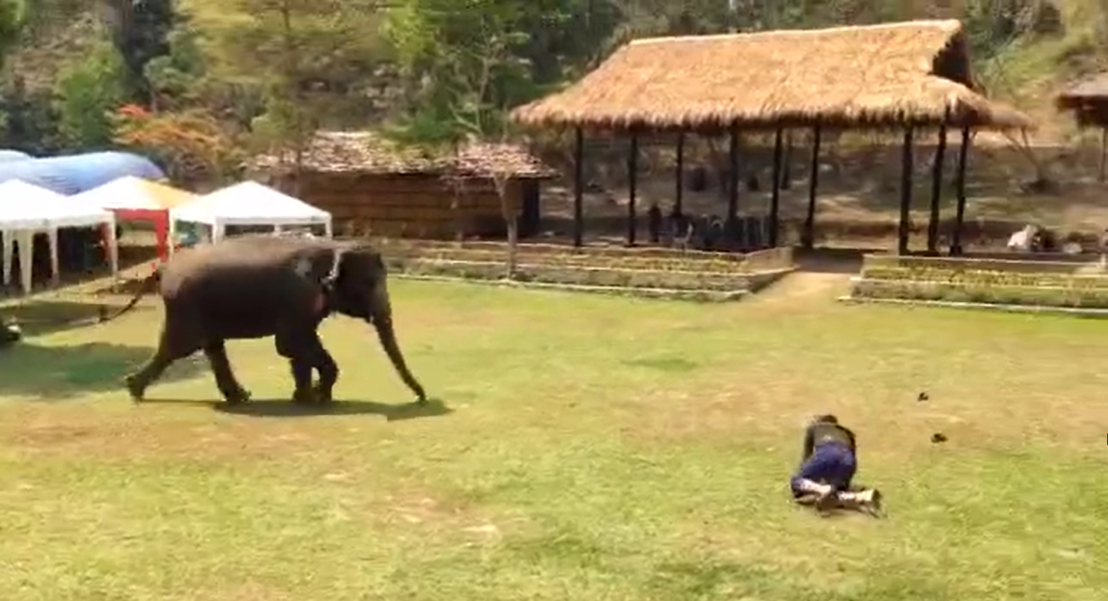 Elephant leaps into action to protect caretaker during staged attack
