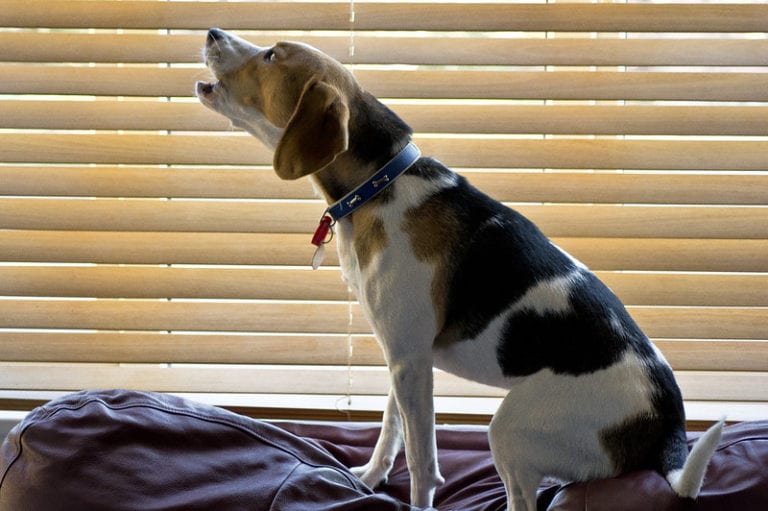 Dog gets a special call from quarantined nurse mom