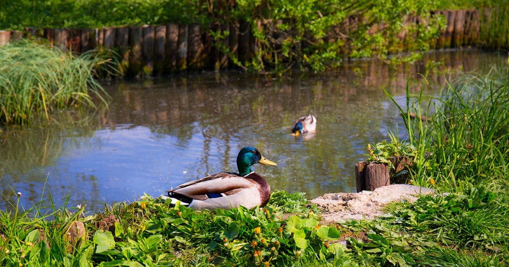 Family transforms murky pond into a blue paradise