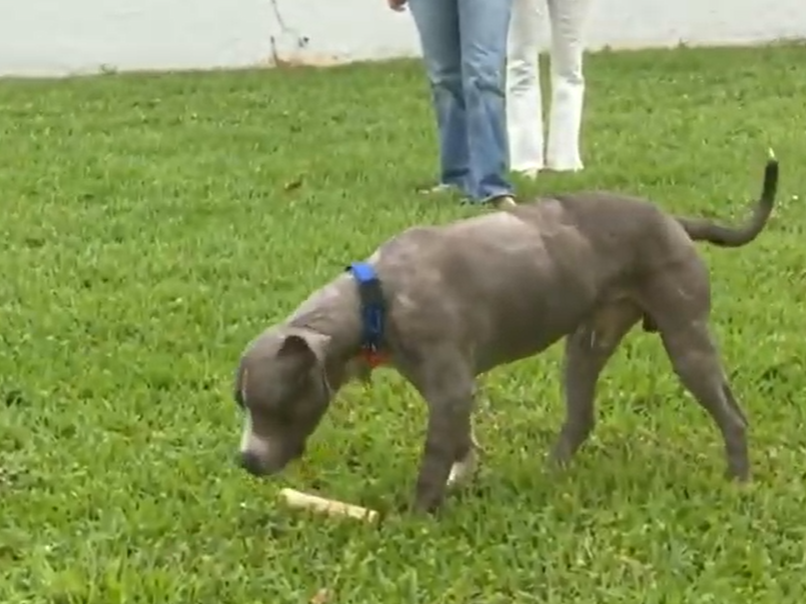 Pit bull found ‘torn to shreds’ finds a safe place to call home