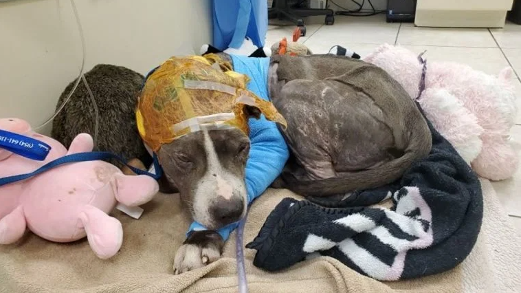 Pit bull found ‘torn to shreds’ finds a safe place to call home