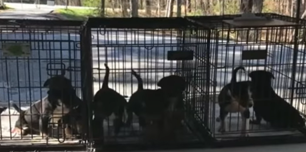 Surveillance camera catches guilty culprits ‘pet dumping’ outside ...