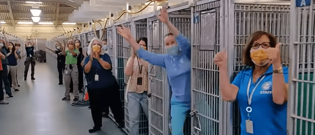 Surveillance camera catches guilty culprits ‘pet dumping’ outside ...