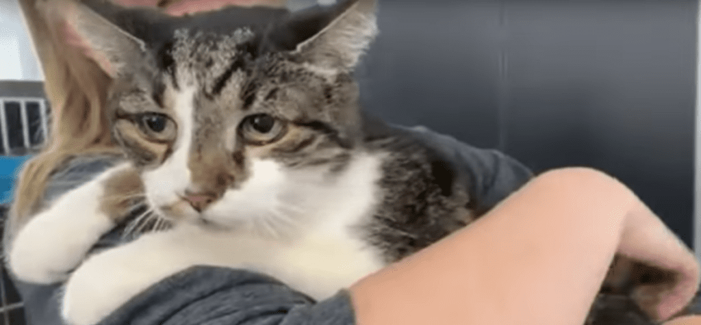 Surveillance camera catches guilty culprits ‘pet dumping’ outside ...