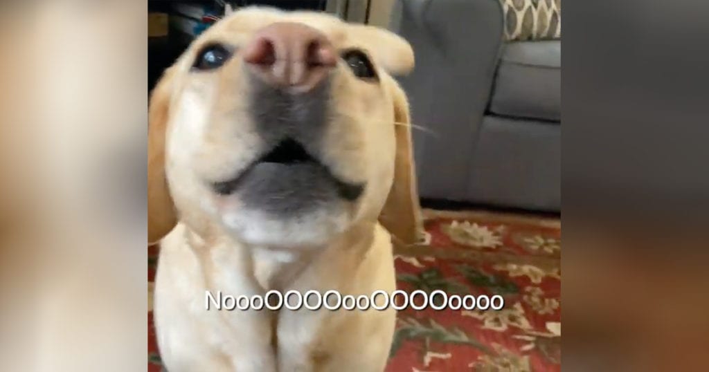 Dog holds a grudge when puppy won’t share chair