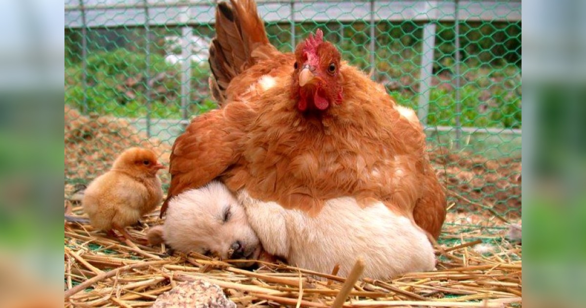 30 Mother hens accepting all babies